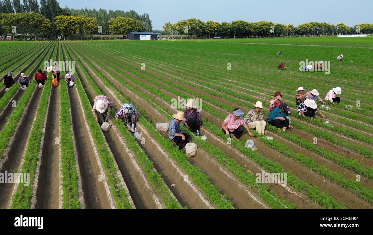 Aerial photo shows farmers working in the carrot planting base in ...
