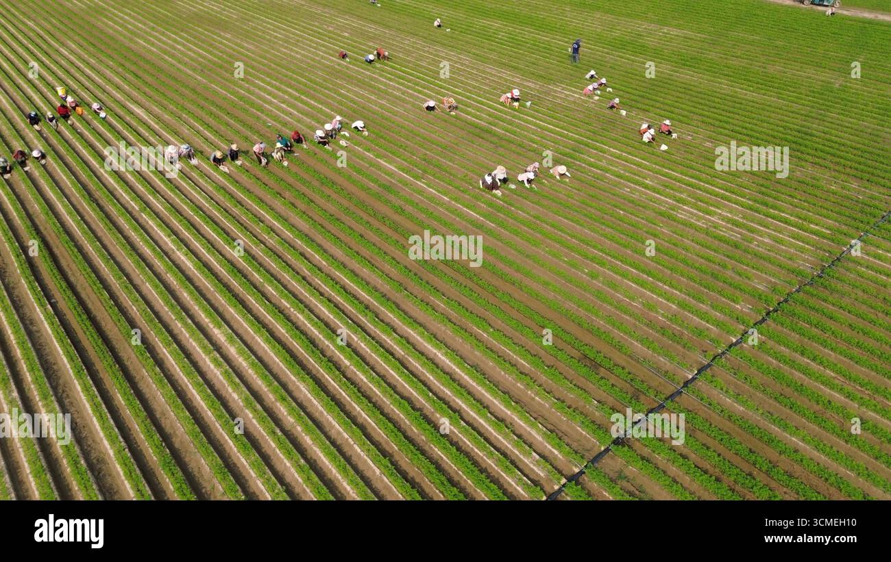 Aerial photo shows farmers working in the carrot planting base in ...