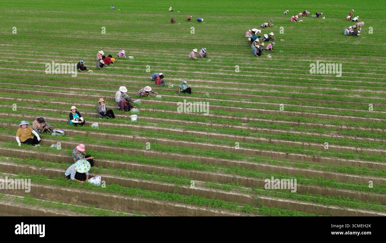Aerial photo shows farmers working in the carrot planting base in ...