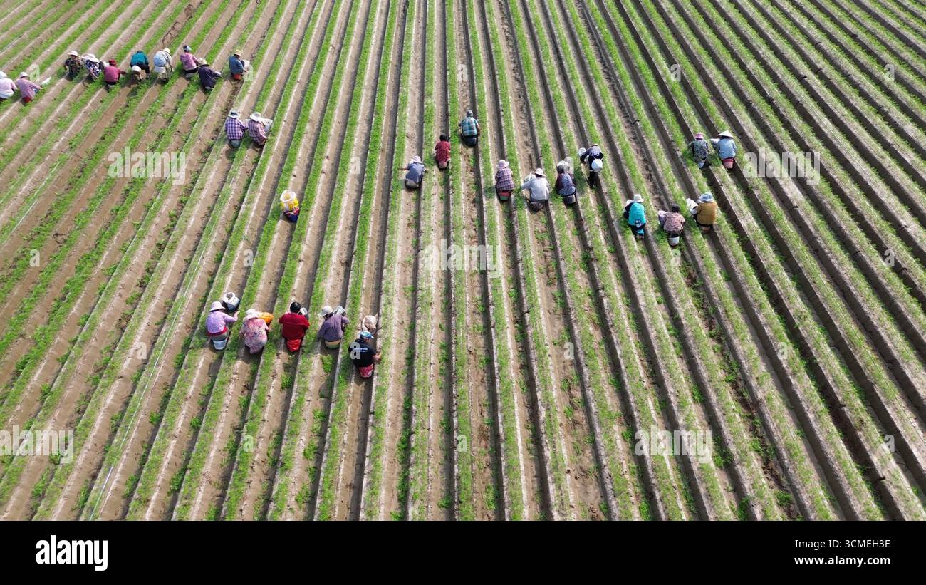 Aerial photo shows farmers working in the carrot planting base in ...