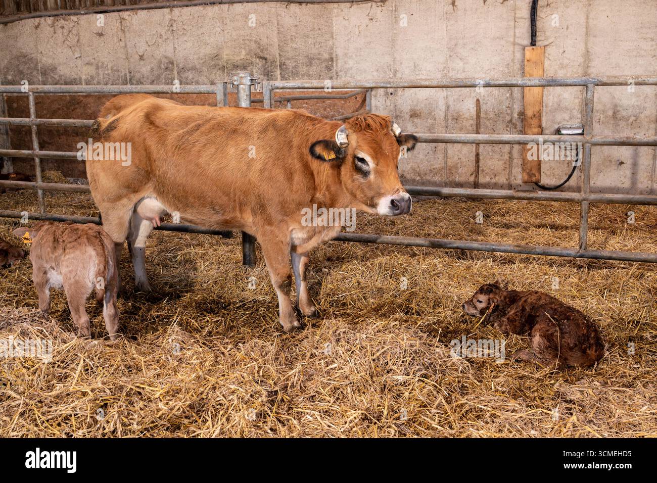 Building for cattle fattening. Parthenais suckler cow with its newborn ...