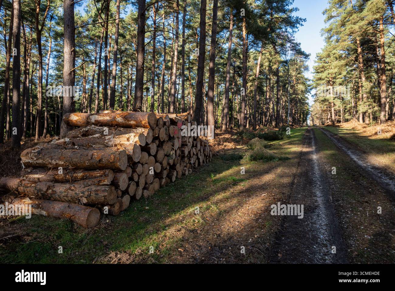 Parc national de forêts france hi-res stock photography and images - Alamy