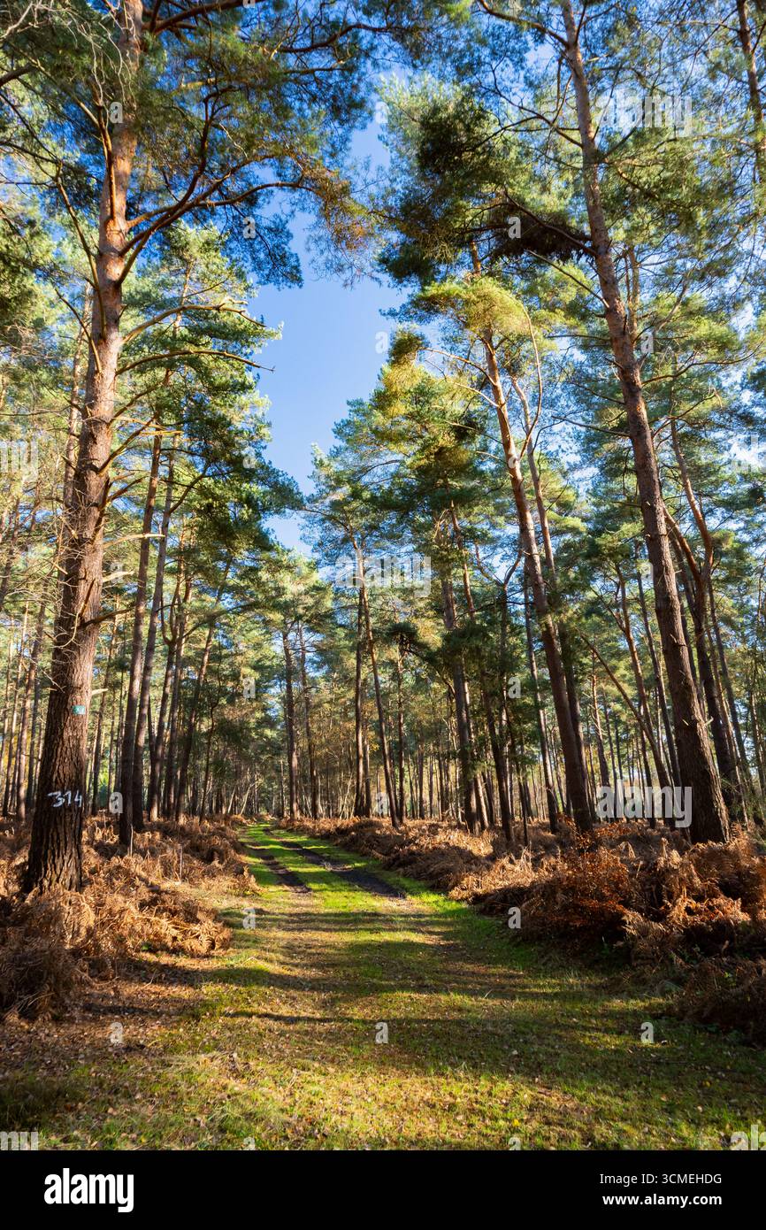 Forêts national park france hi-res stock photography and images - Alamy