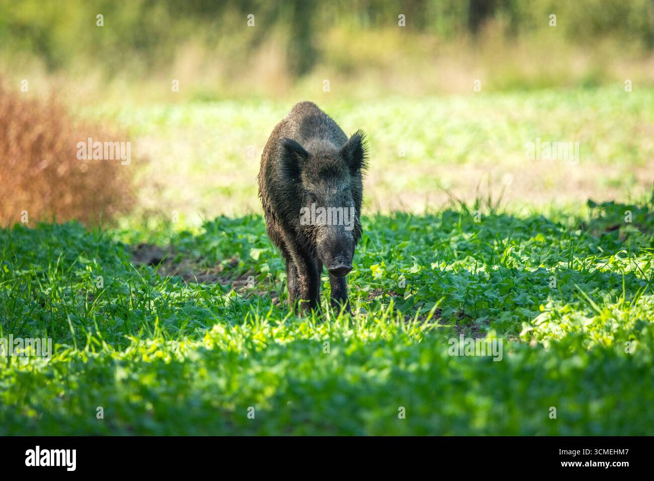 Wild pig boar walking hi-res stock photography and images - Alamy