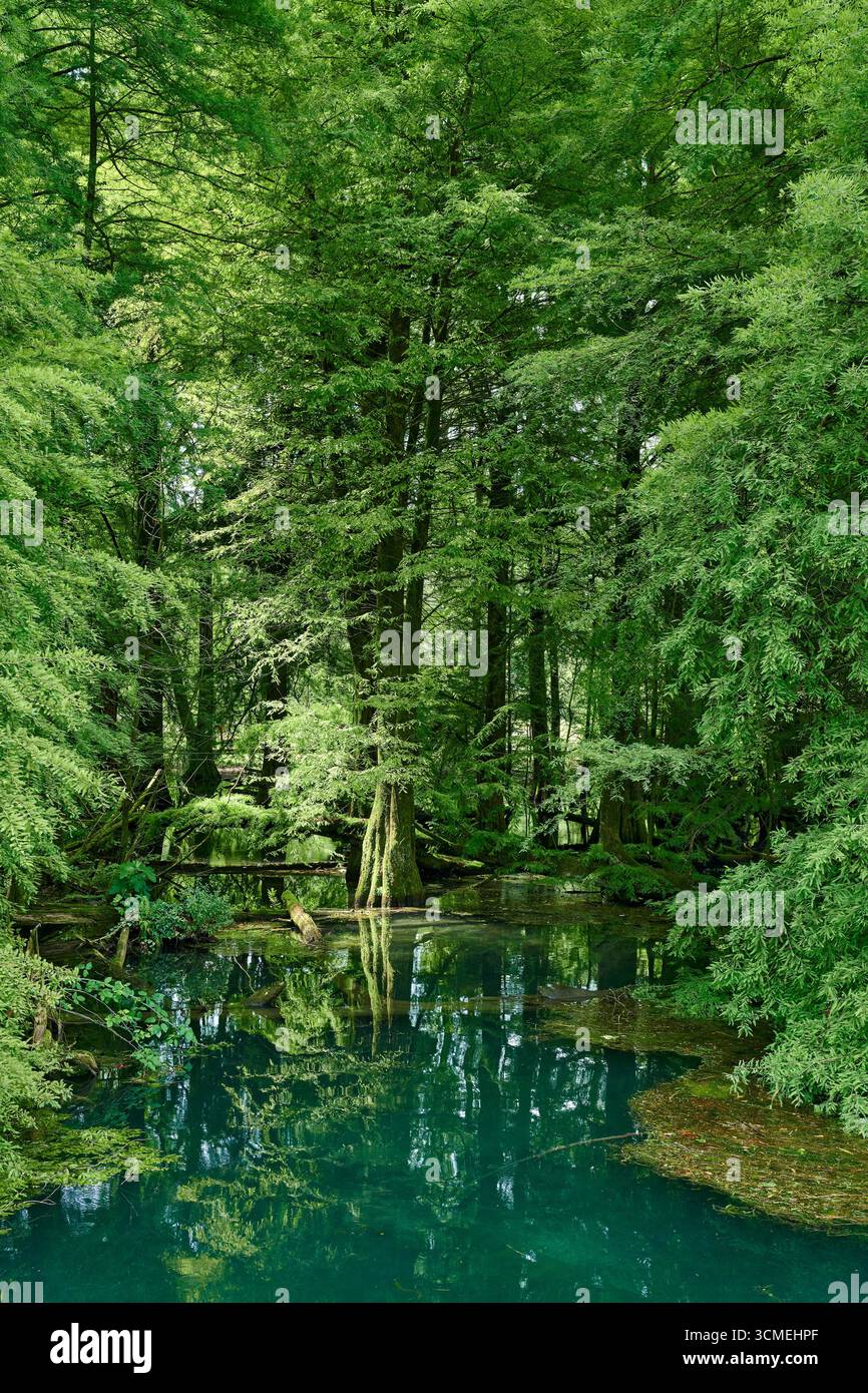 Taxodes hi-res stock photography and images - Alamy