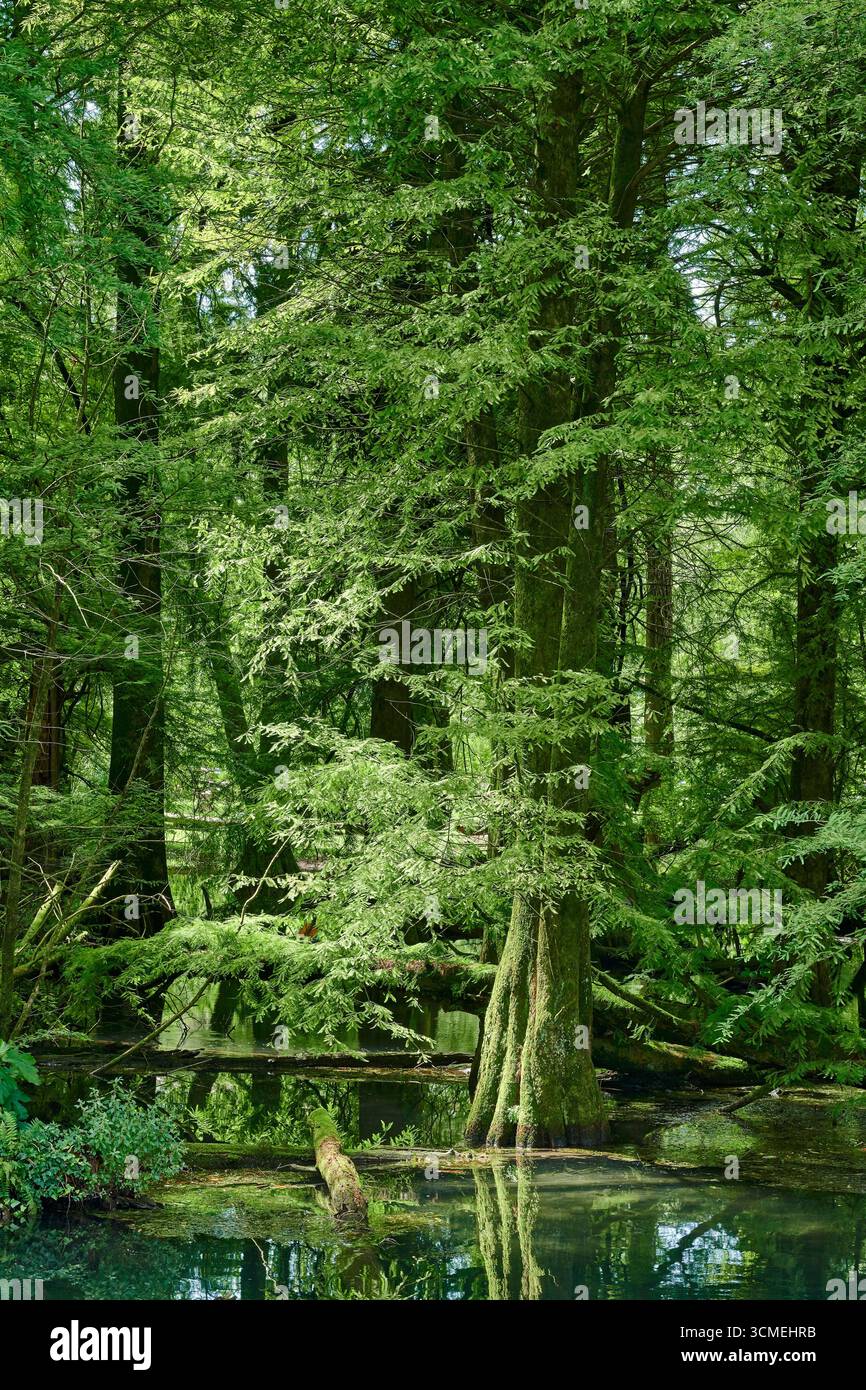 Taxodes hi-res stock photography and images - Alamy