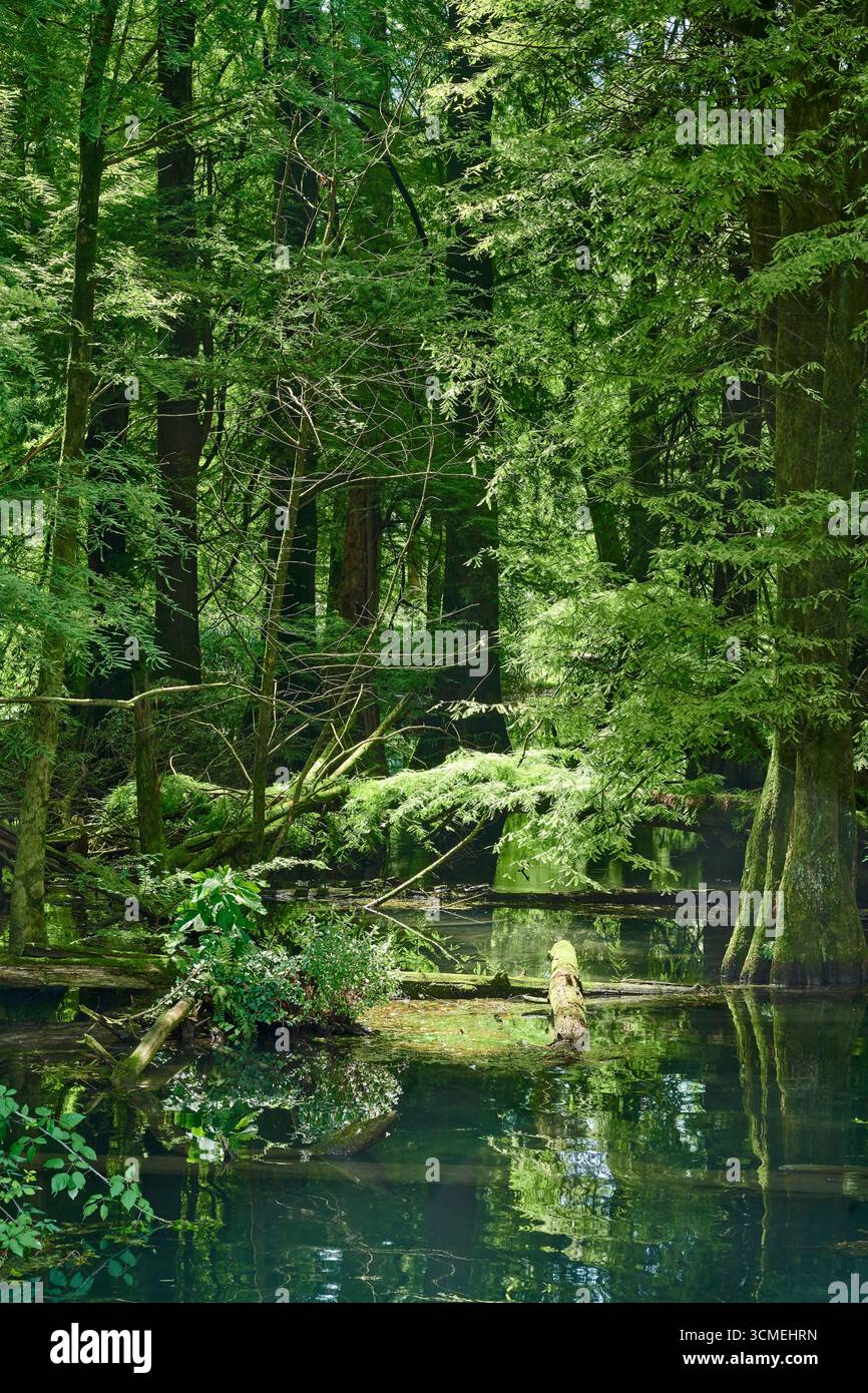 Taxodes hi-res stock photography and images - Alamy