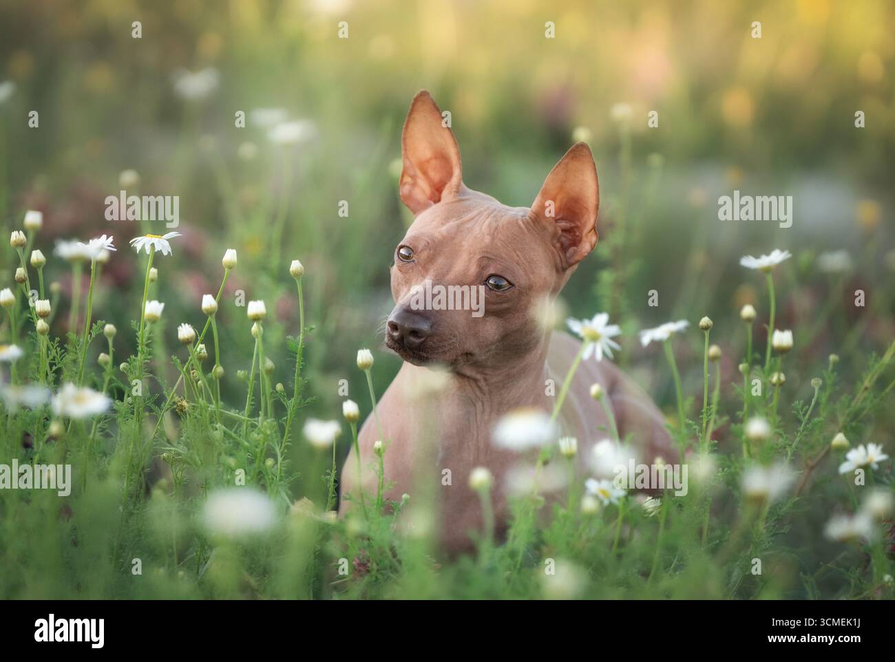 Purebred xoloitzcuintli dog standing hi-res stock photography and ...