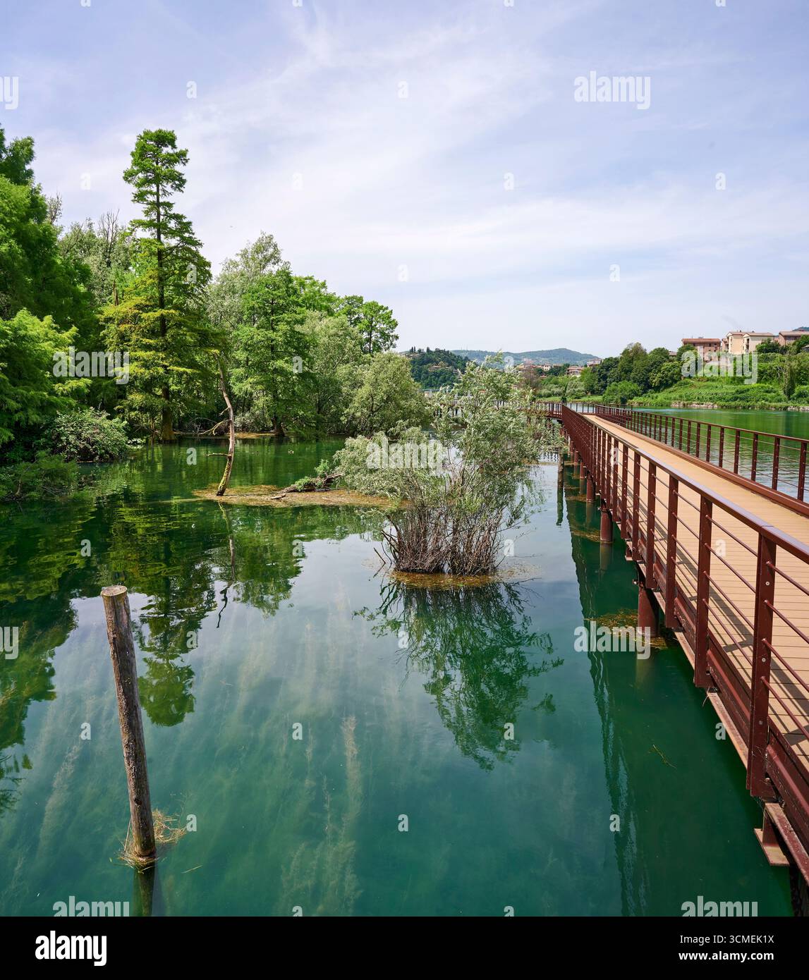 Taxodes hi-res stock photography and images - Alamy