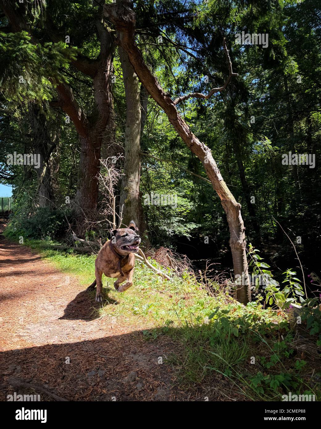 Akita staffy mix hi-res stock photography and images - Alamy