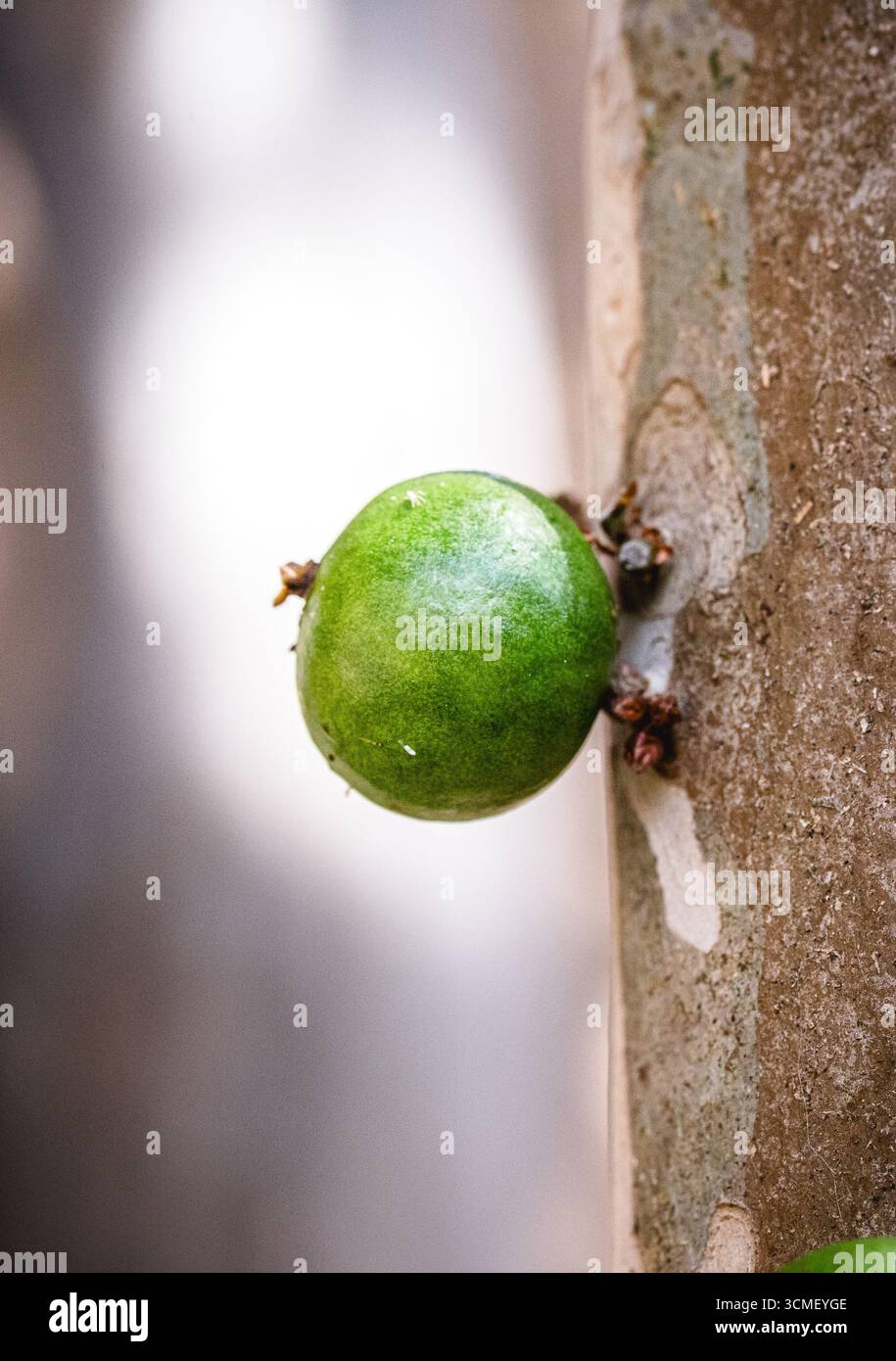 Jabuticaba, Brazilian fruit ripening on the trunk, green jabuticaba ...