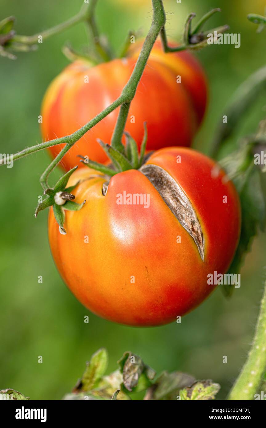 Irregular rainfall hi-res stock photography and images - Alamy
