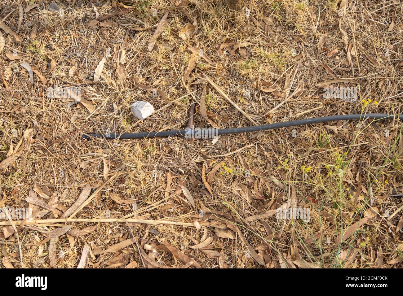 Black irrigation tube lying on hi-res stock photography and images - Alamy