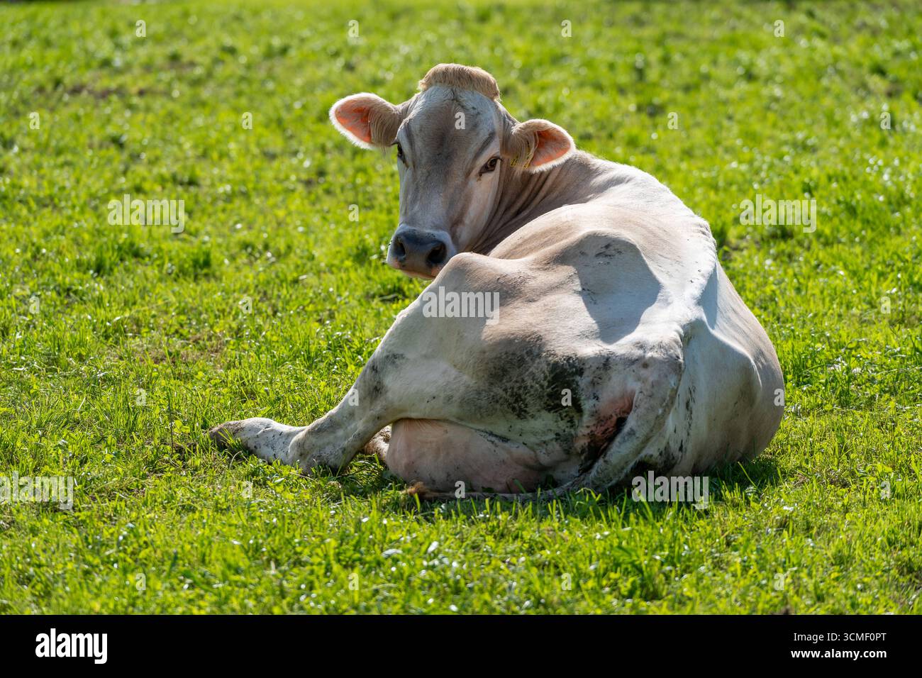 Bavaria, Germany - September 15, 2025: A single cow lies dirty and ...