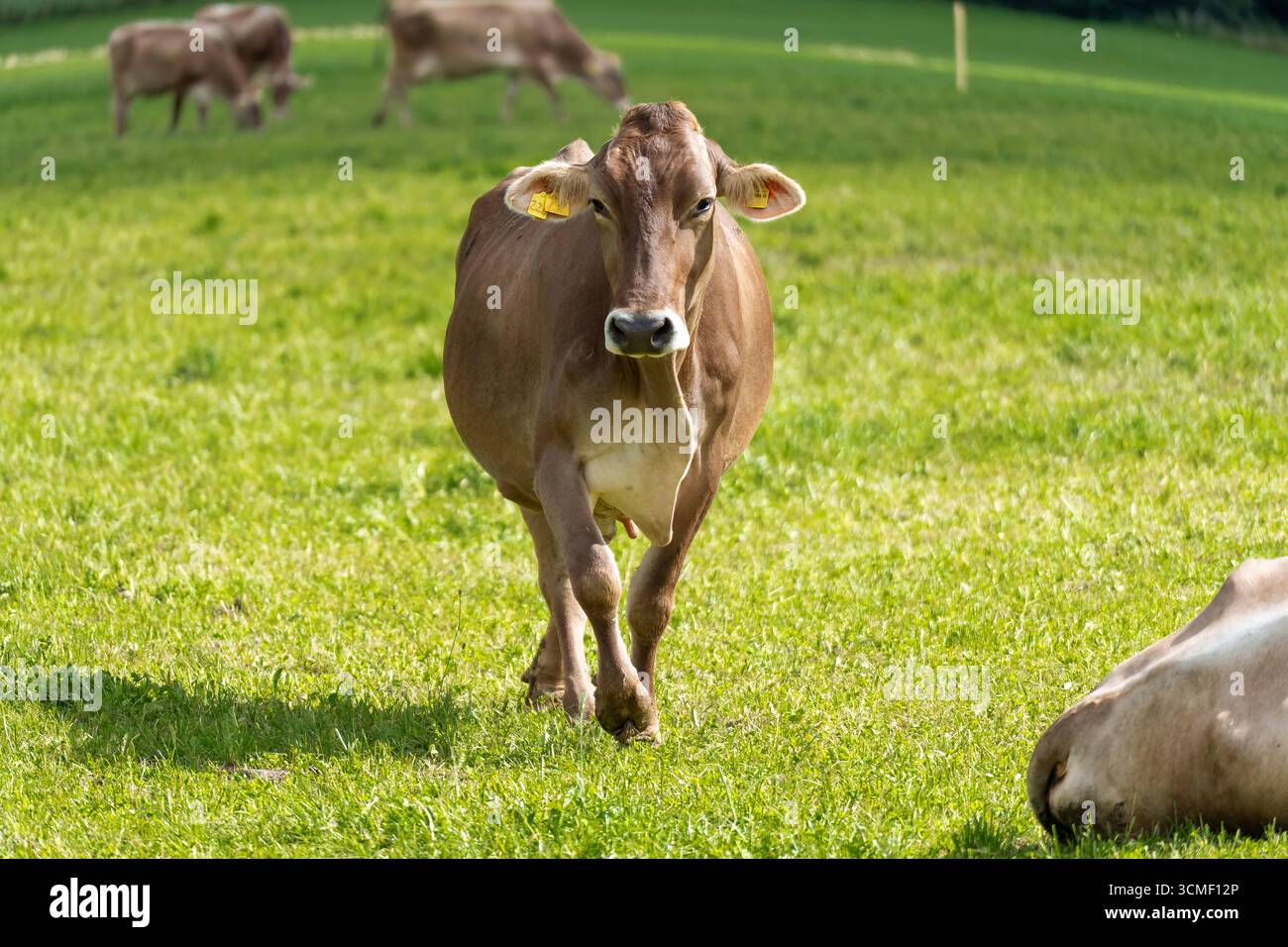 Bavaria, Germany - September 15, 2025: An Allgäu cow in a green pasture ...