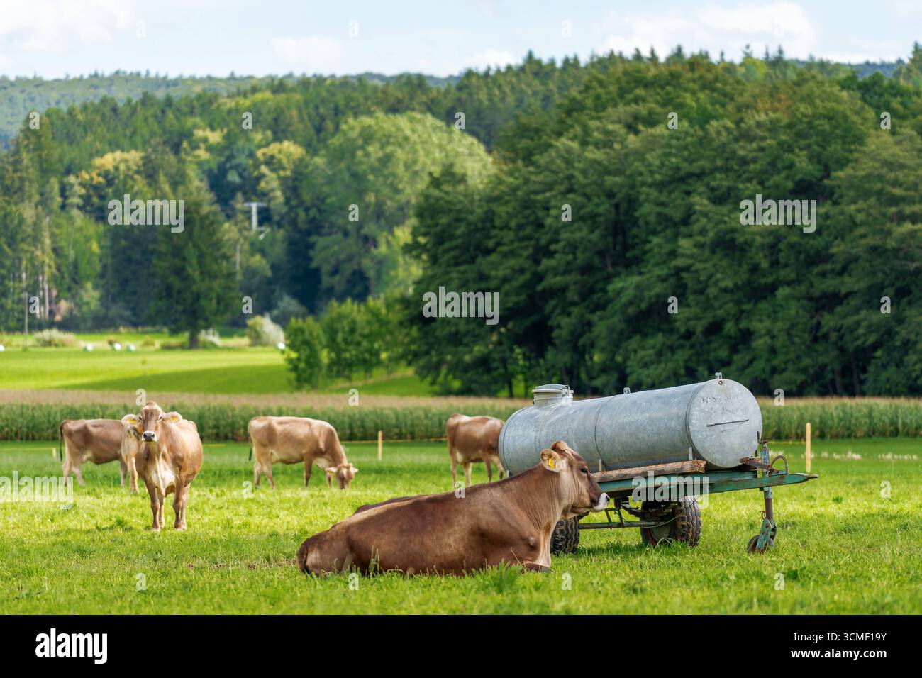 Bavaria, Germany - September 15, 2025: Cows stand and lie in a pasture ...