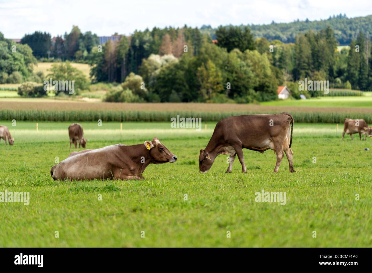 Bavaria, Germany - September 15, 2025: Cows grazing in a pasture ...