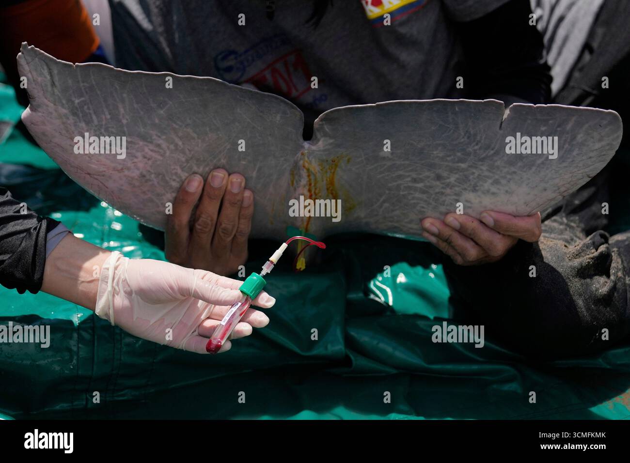 A veterinarian draws a blood sample in a pink river dolphin in the ...