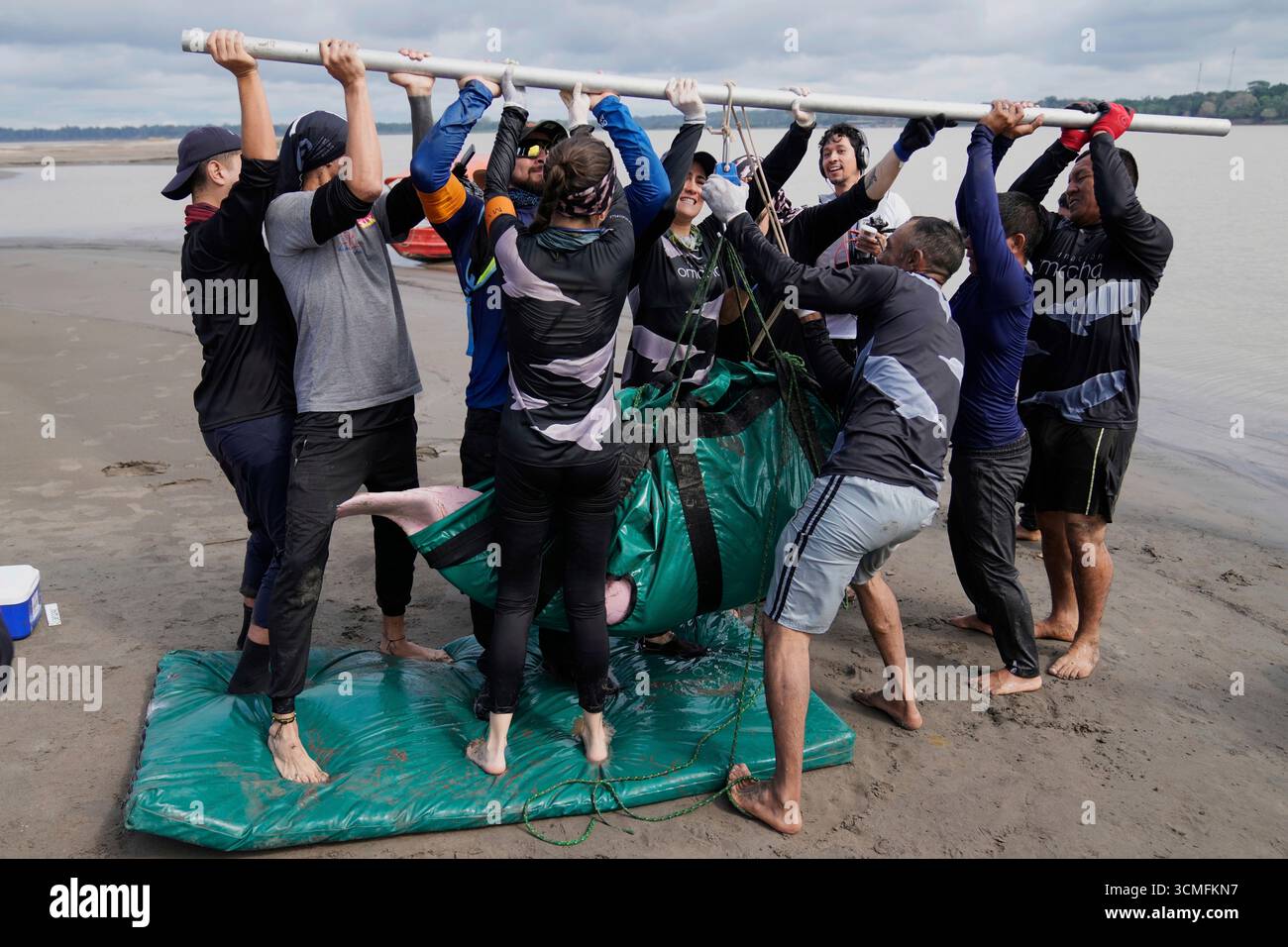 Scientists and veterinarians weigh a pink river dolphin after a health ...