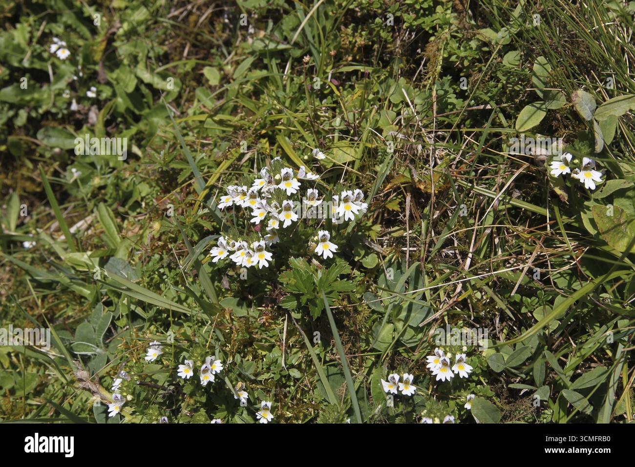 Hain eyebright hi-res stock photography and images - Alamy