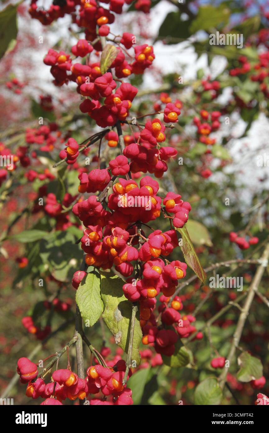 Common spindle bush (Euonymus europaeus) better known as peacock, ripe ...