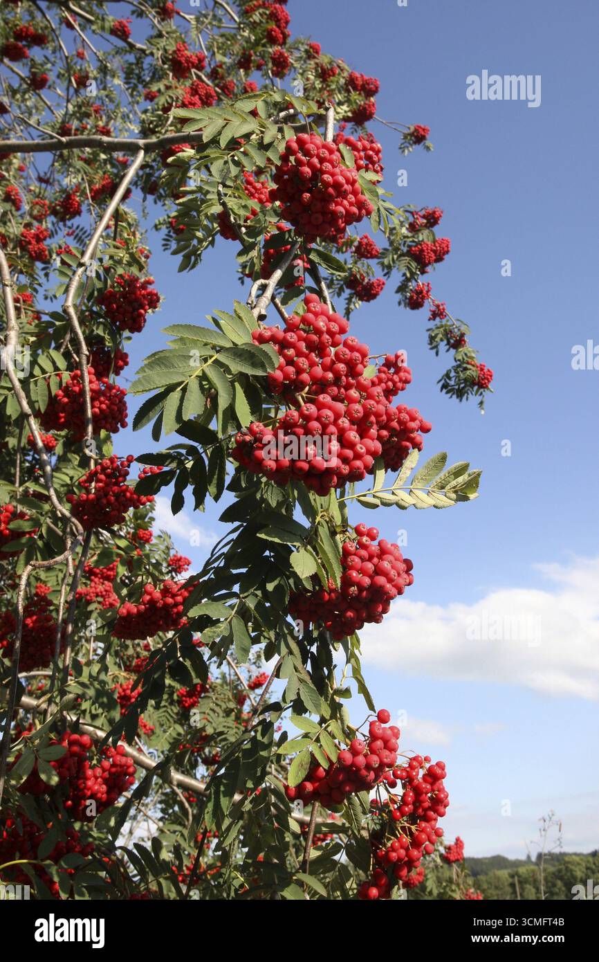Mountain ash (Sorbus aucuparia) also known as rowan, tree with ripe ...