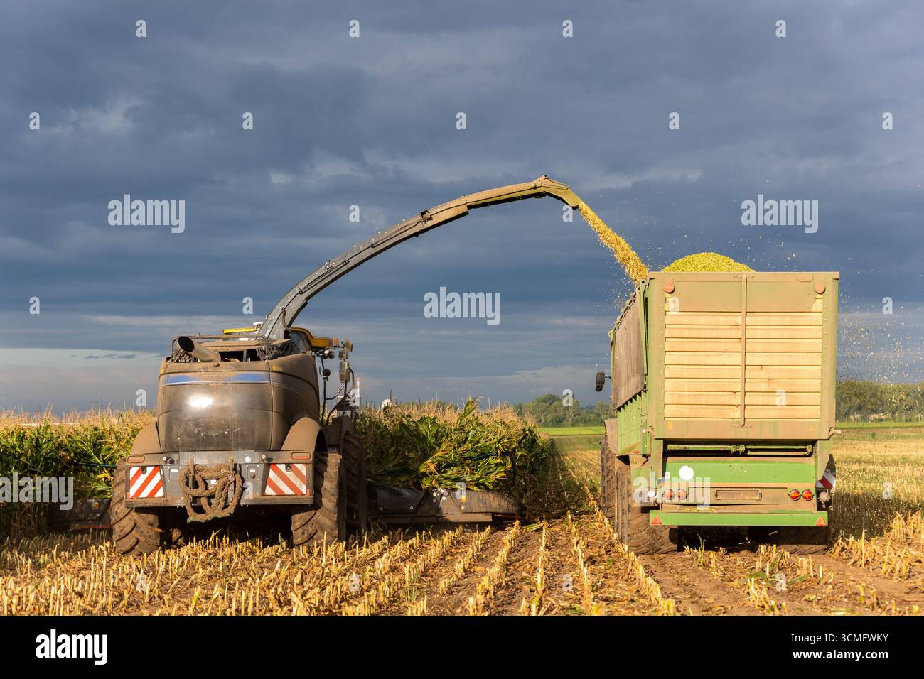 Modern forage harvester combiner harvesting silage maize corn tractor ...