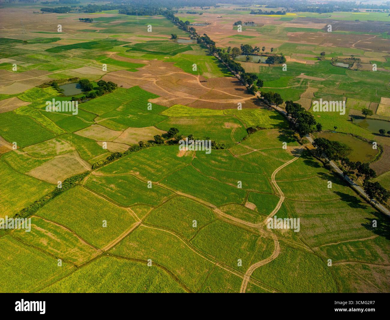 Expansive Aerial View of Verdant Farmlands and Tree-Lined Path in ...