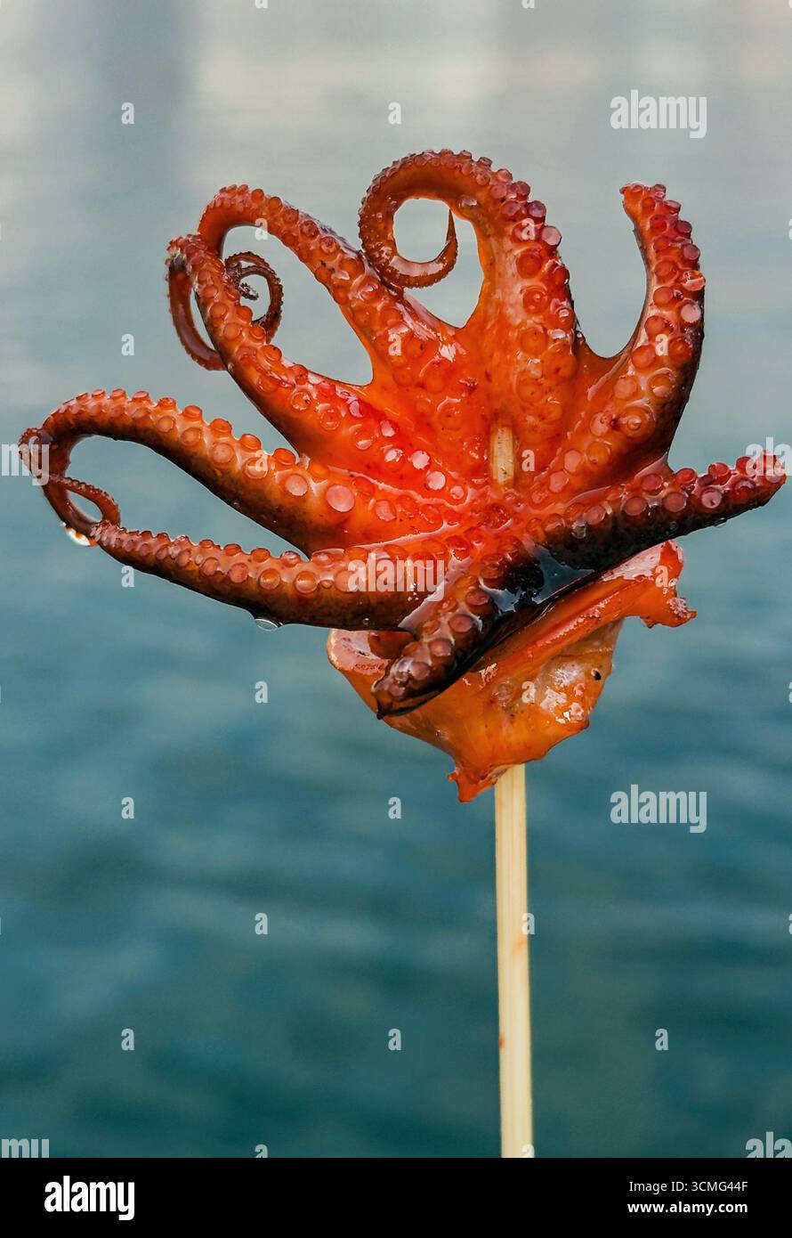 Grilled octopus tentacle on a skewer and vibrant orange color against a ...