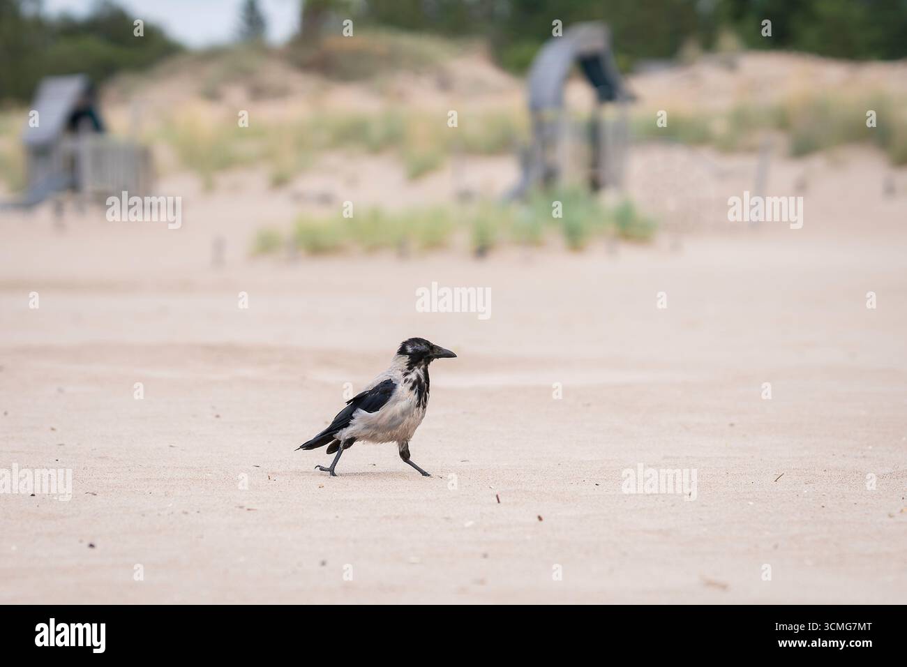 Wet hooded crow standing on hi-res stock photography and images - Alamy