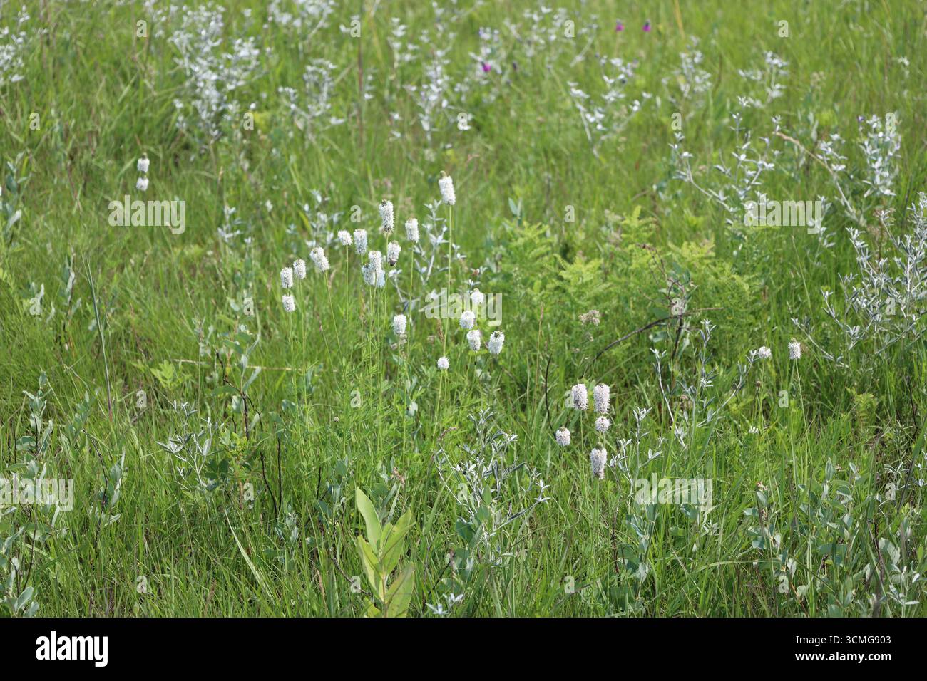 tall stems topped by fluffy white cylinder blossoms in thick natural ...