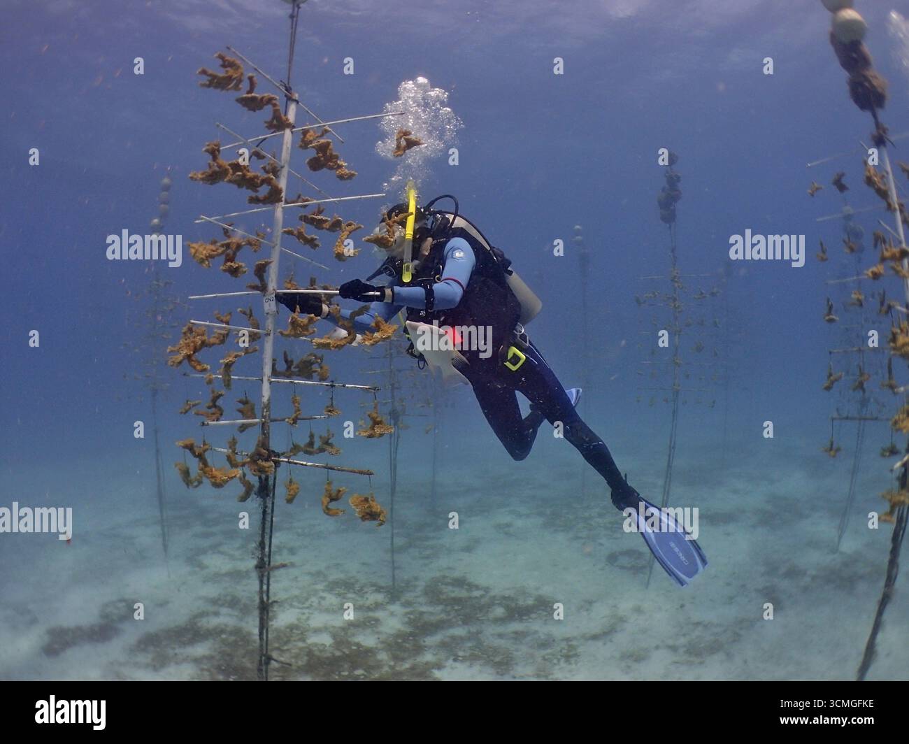 Coral farming. A diver works on underwater coral scaffolding in the ...