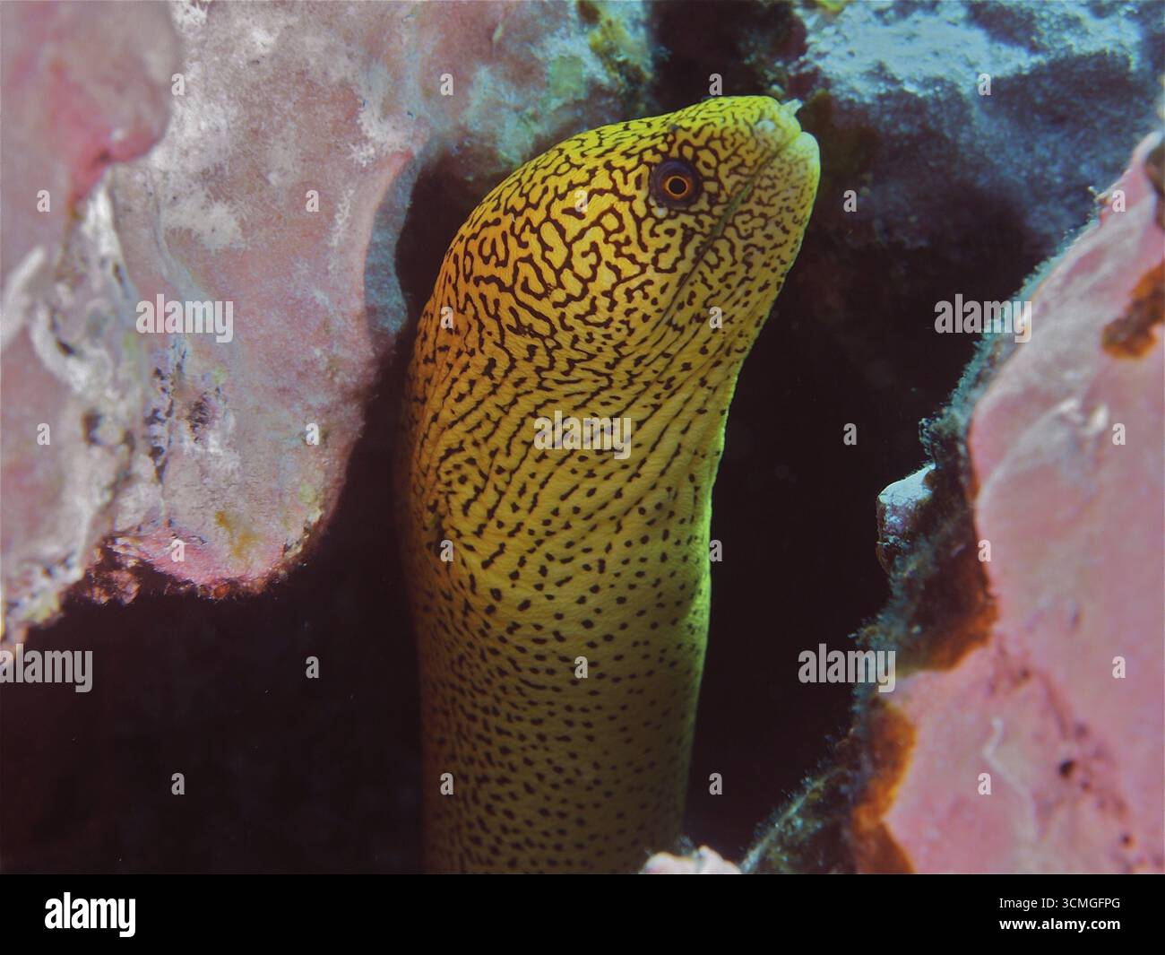 Golden-tailed moray eel (Gymnothorax miliaris) hiding in a cave in the ...