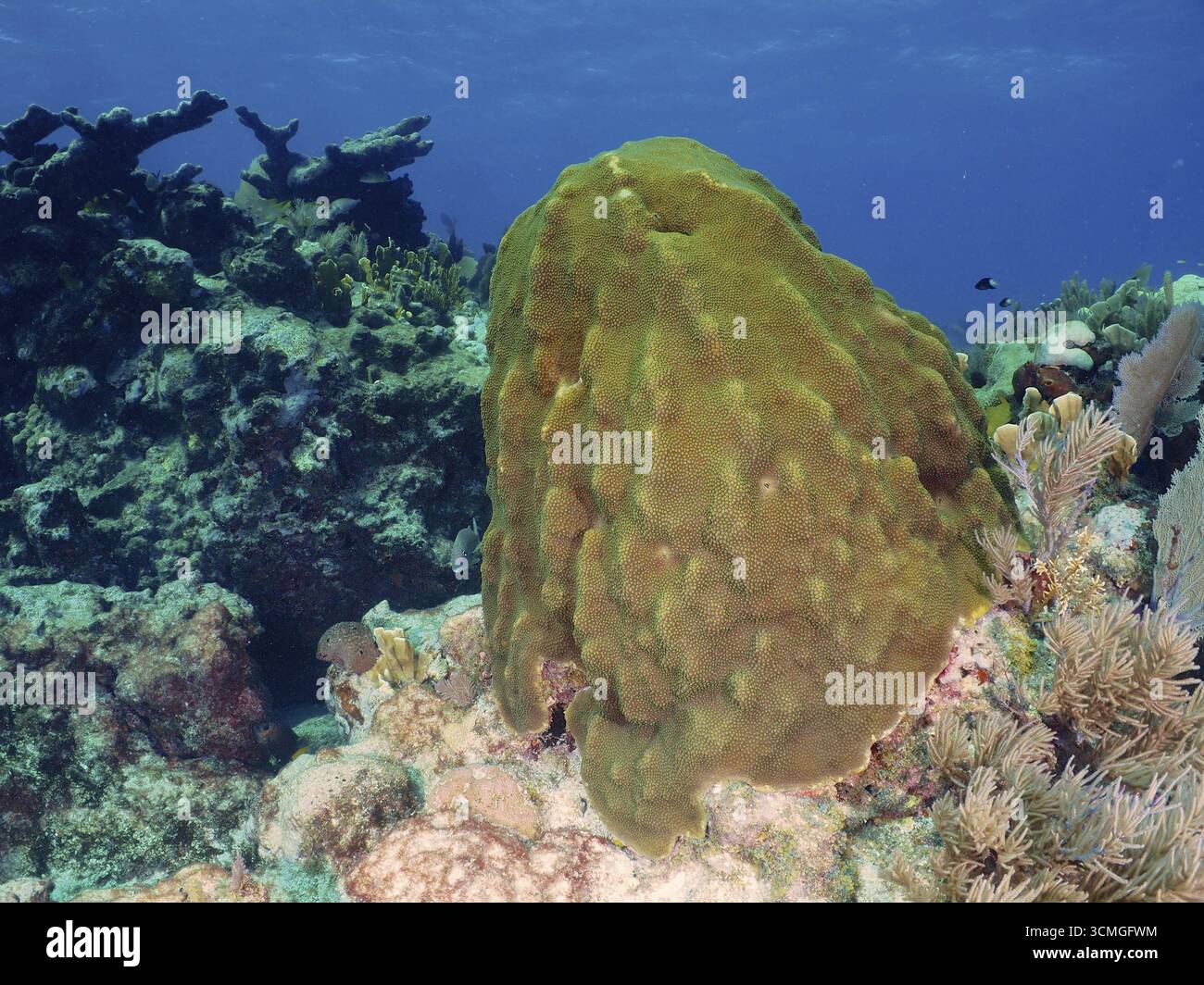 Large coral block, mountain star coral (Orbicella faveolata), in a calm ...