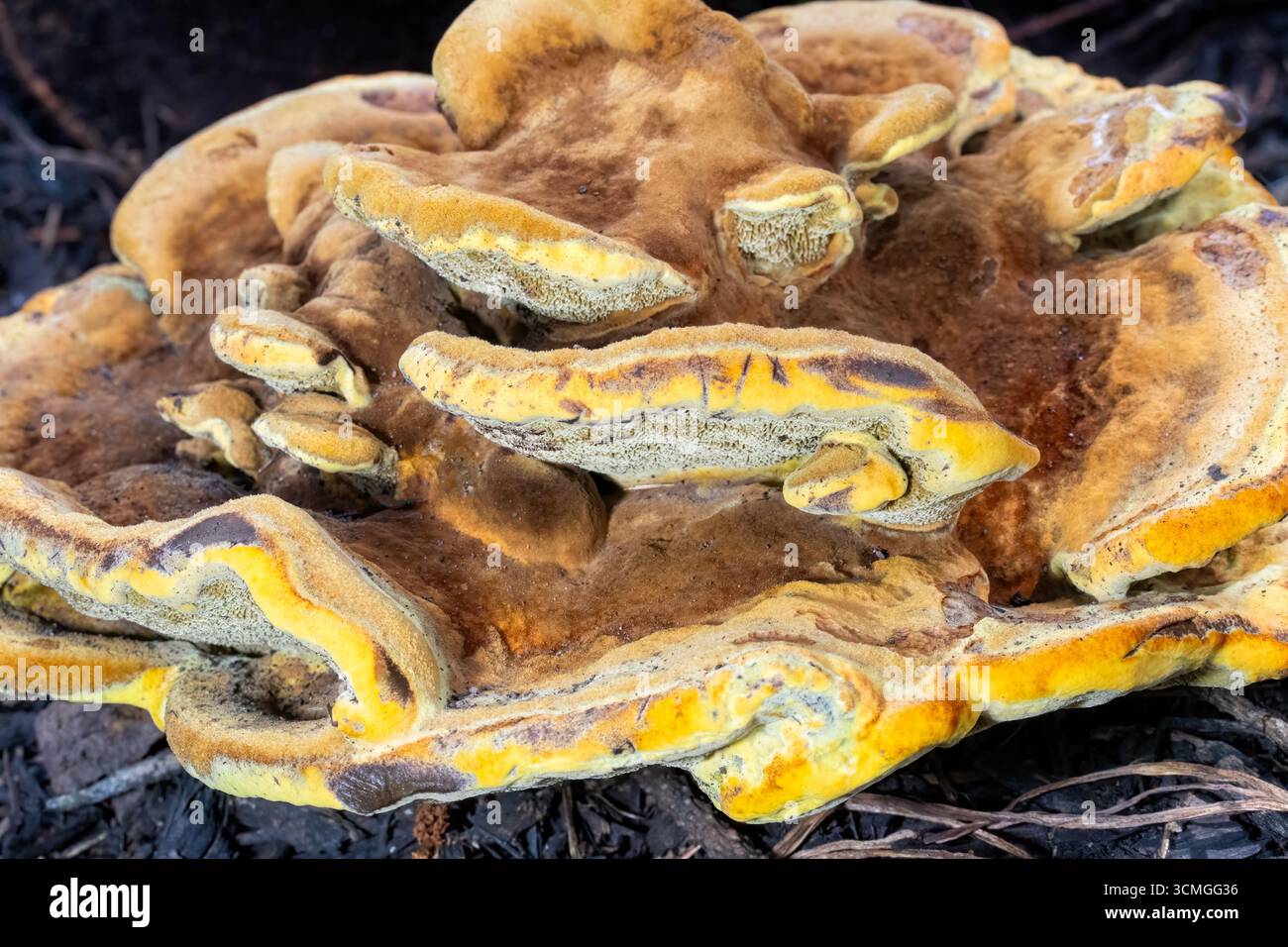 Closeup of a Phaeolus Schweinitzii Fungal Plant Stock Photo - Alamy