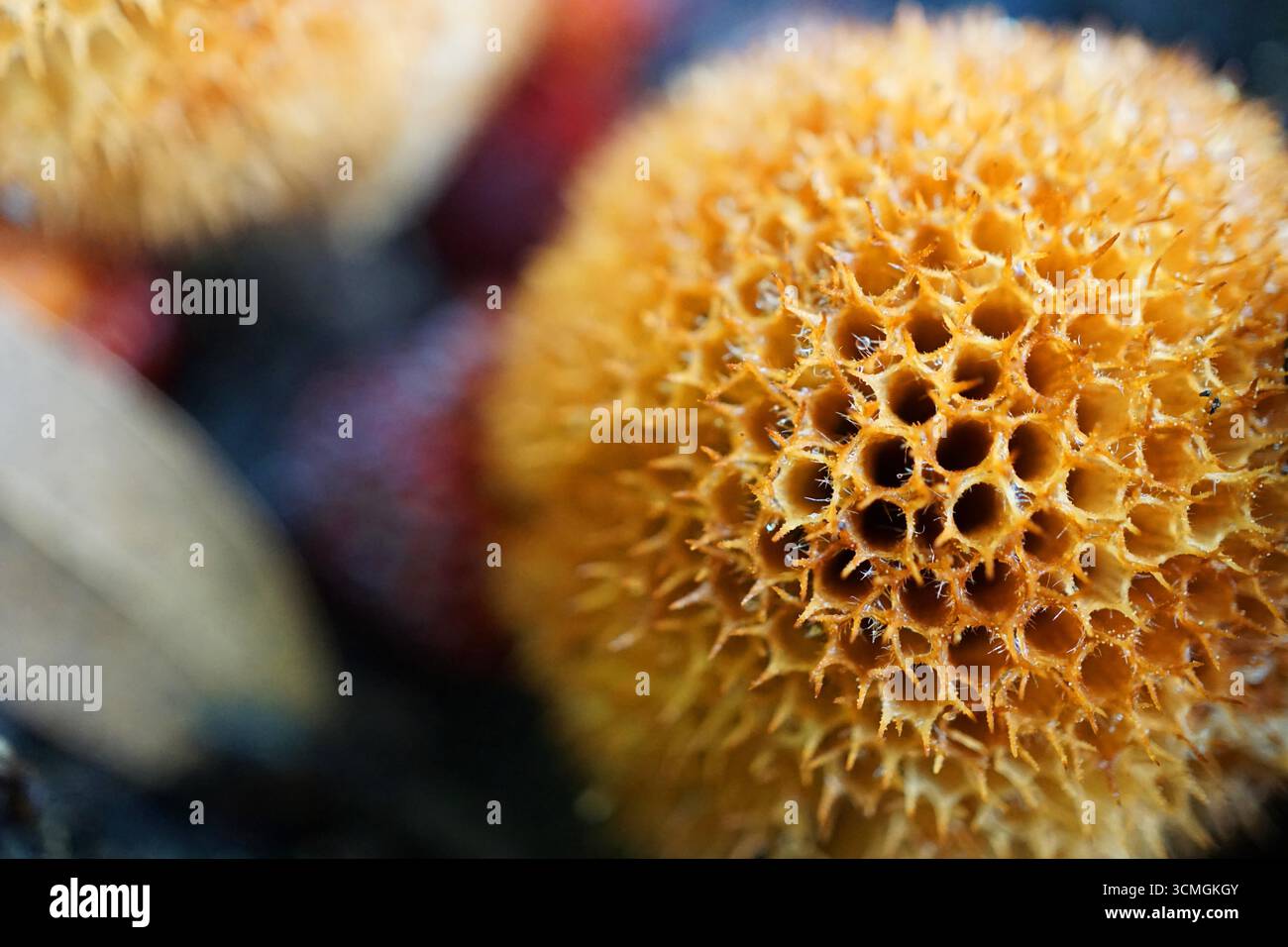 Botanical structure macro hi-res stock photography and images - Alamy