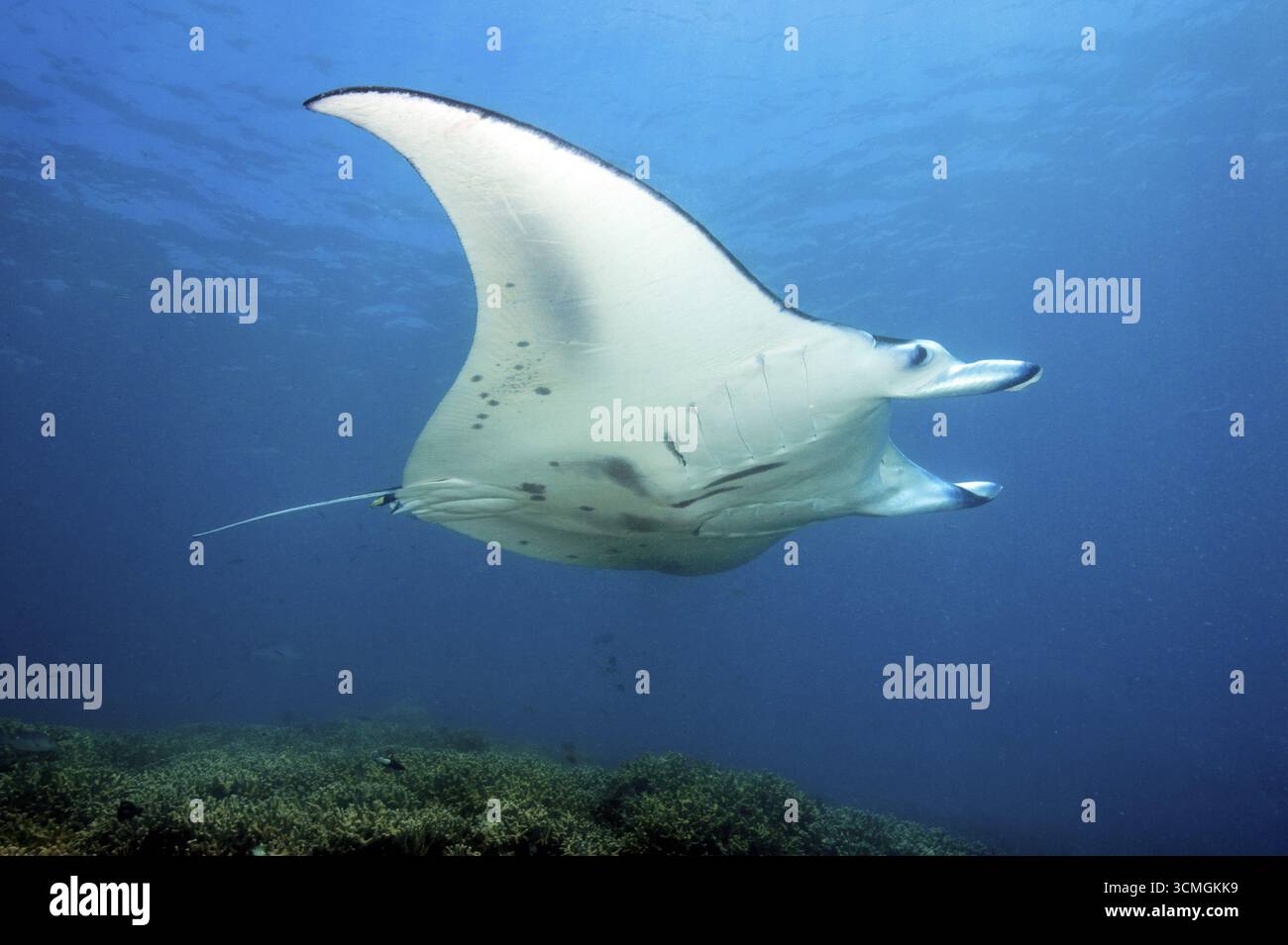 Underwater photo of coastal reef manta ray (Mobula alfredi) synonym ray ...
