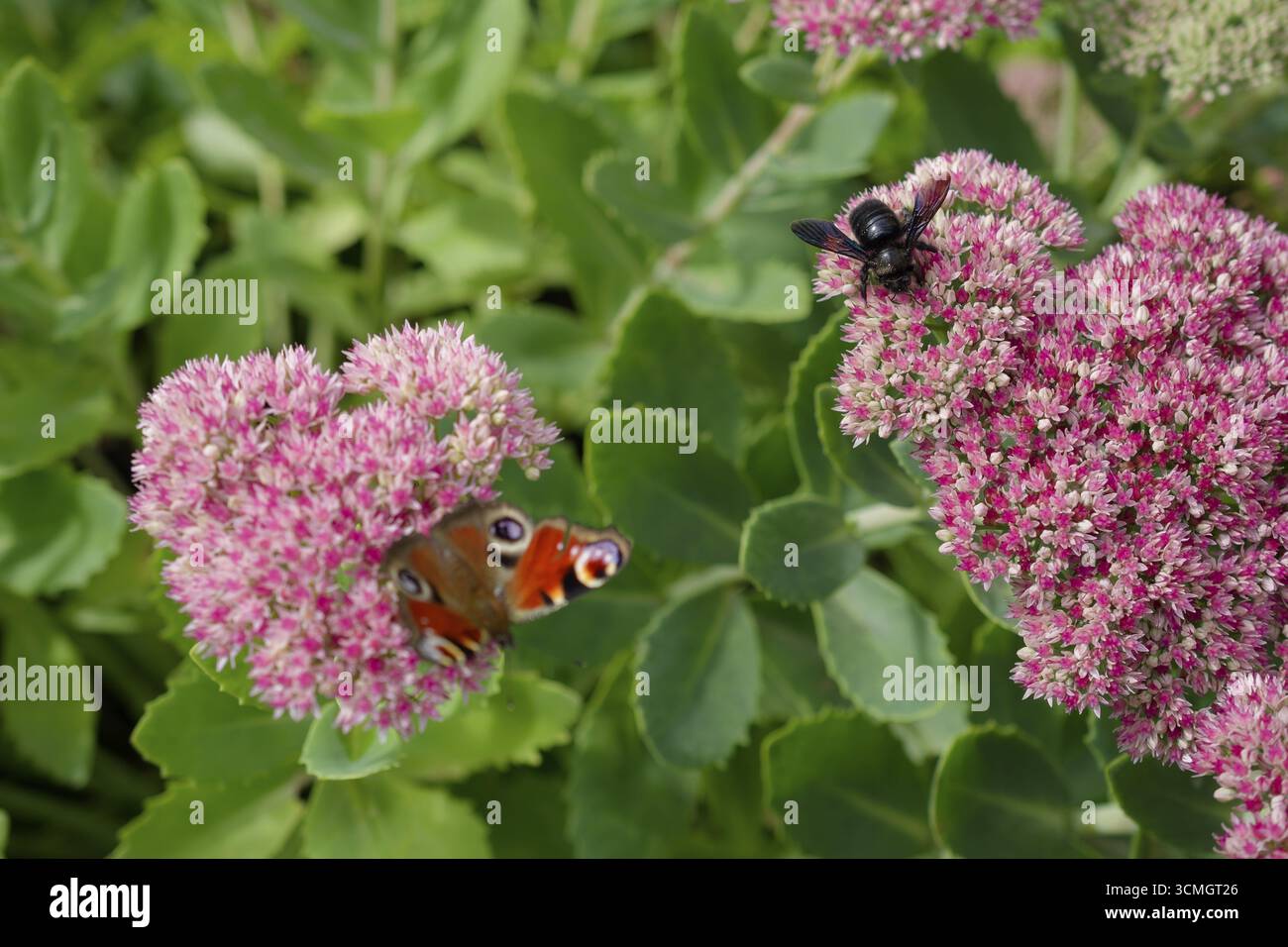 Peacock carpenter bee hi-res stock photography and images - Alamy