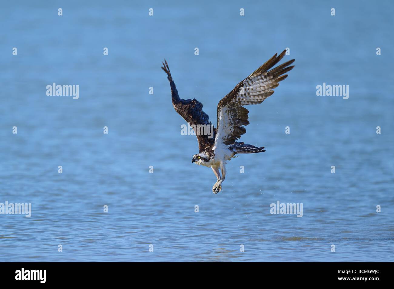 An osprey swooping over a blue expanse of water, Osprey (Pandion ...