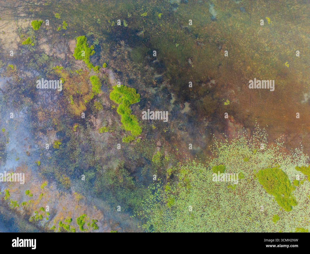 Aerial Close-Up of Floating Vegetation and Algae on Wetland Water ...