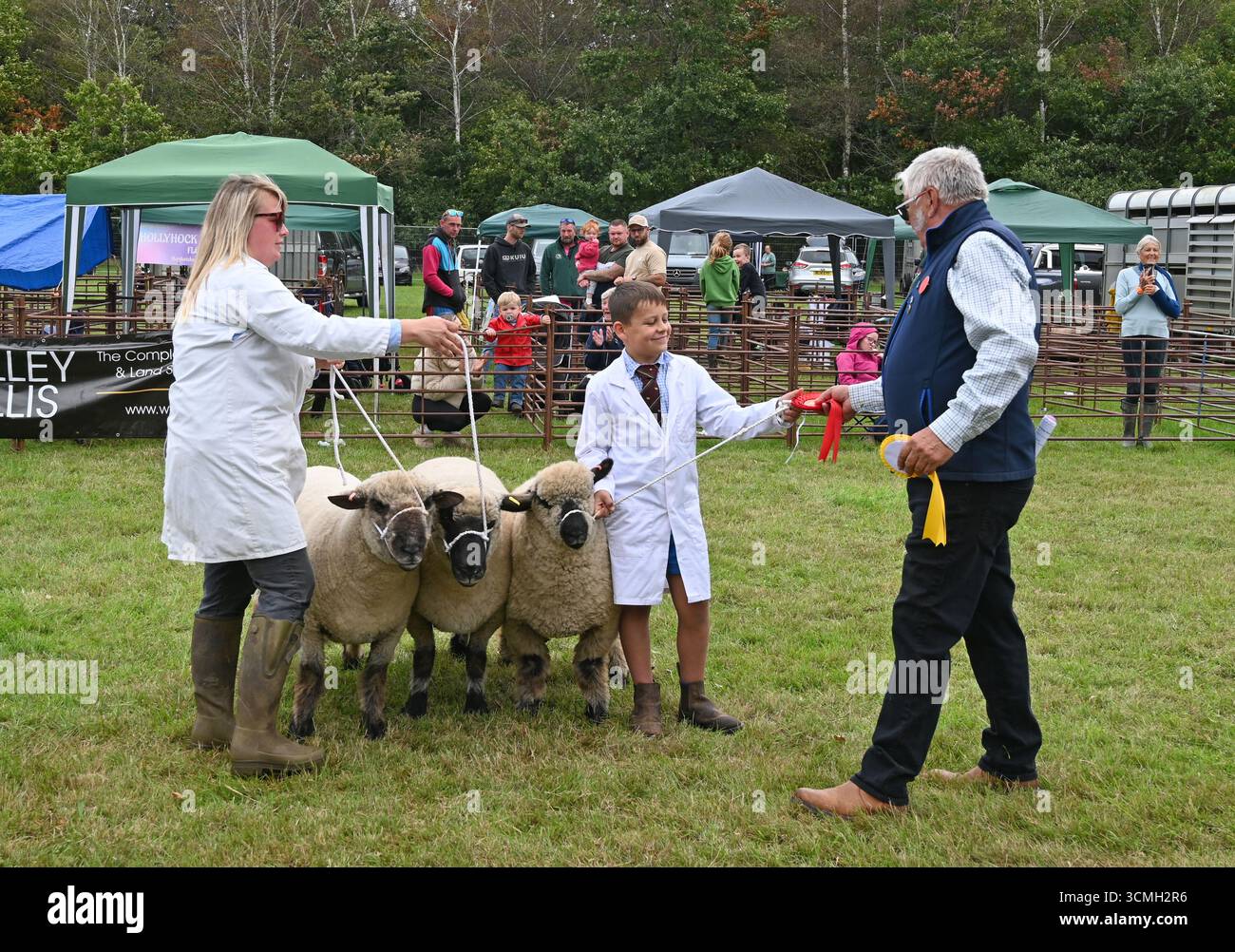 Romsey show livestock judging Stock Photo - Alamy