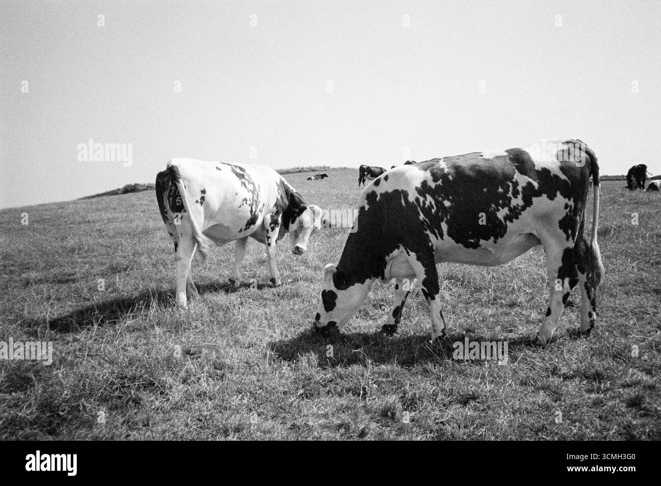 Cows near South Milton Sands, Devon, England, United Kingdom Stock ...