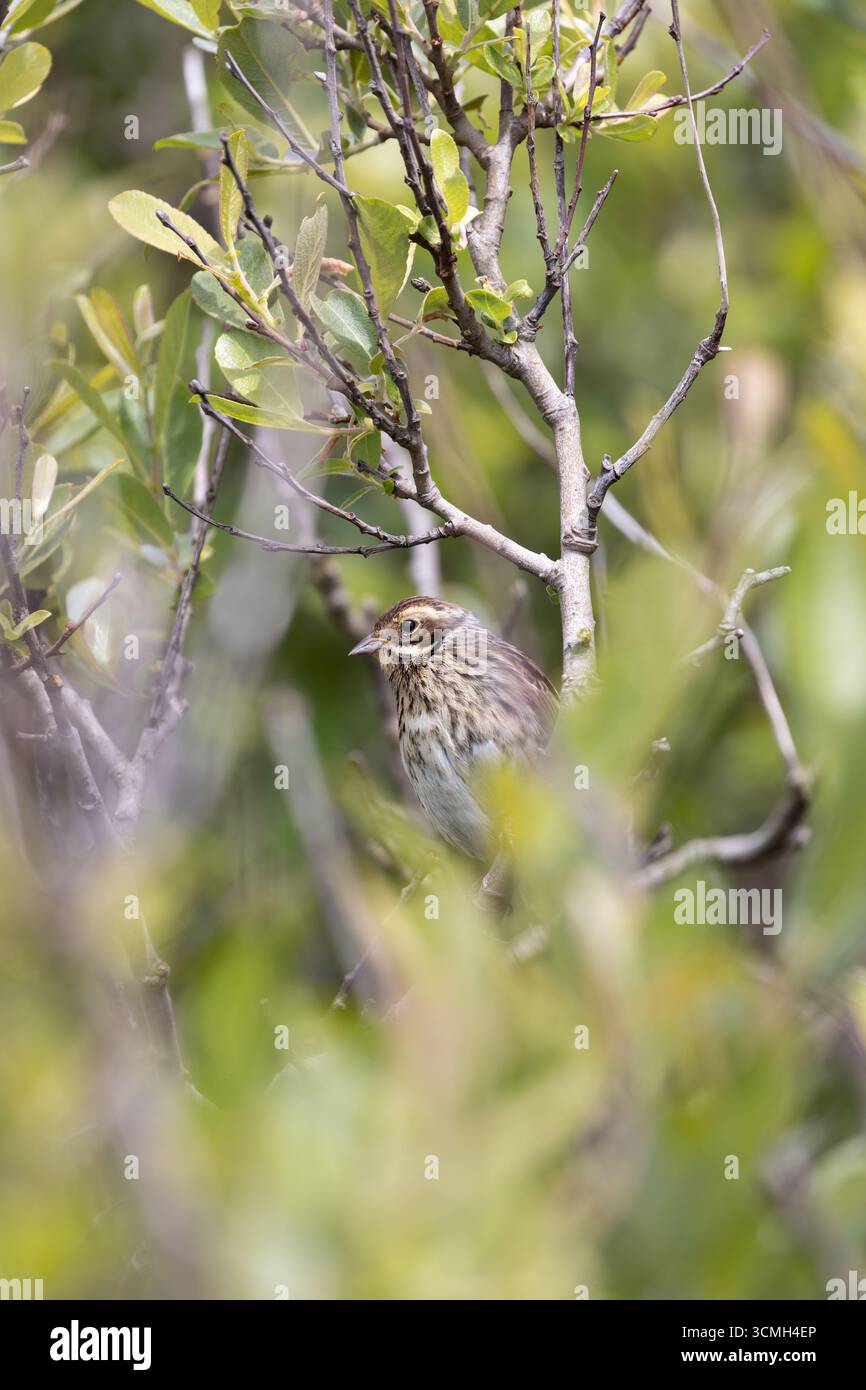 Female reed bunting with streaked brown plumage. Eats seeds and insects ...