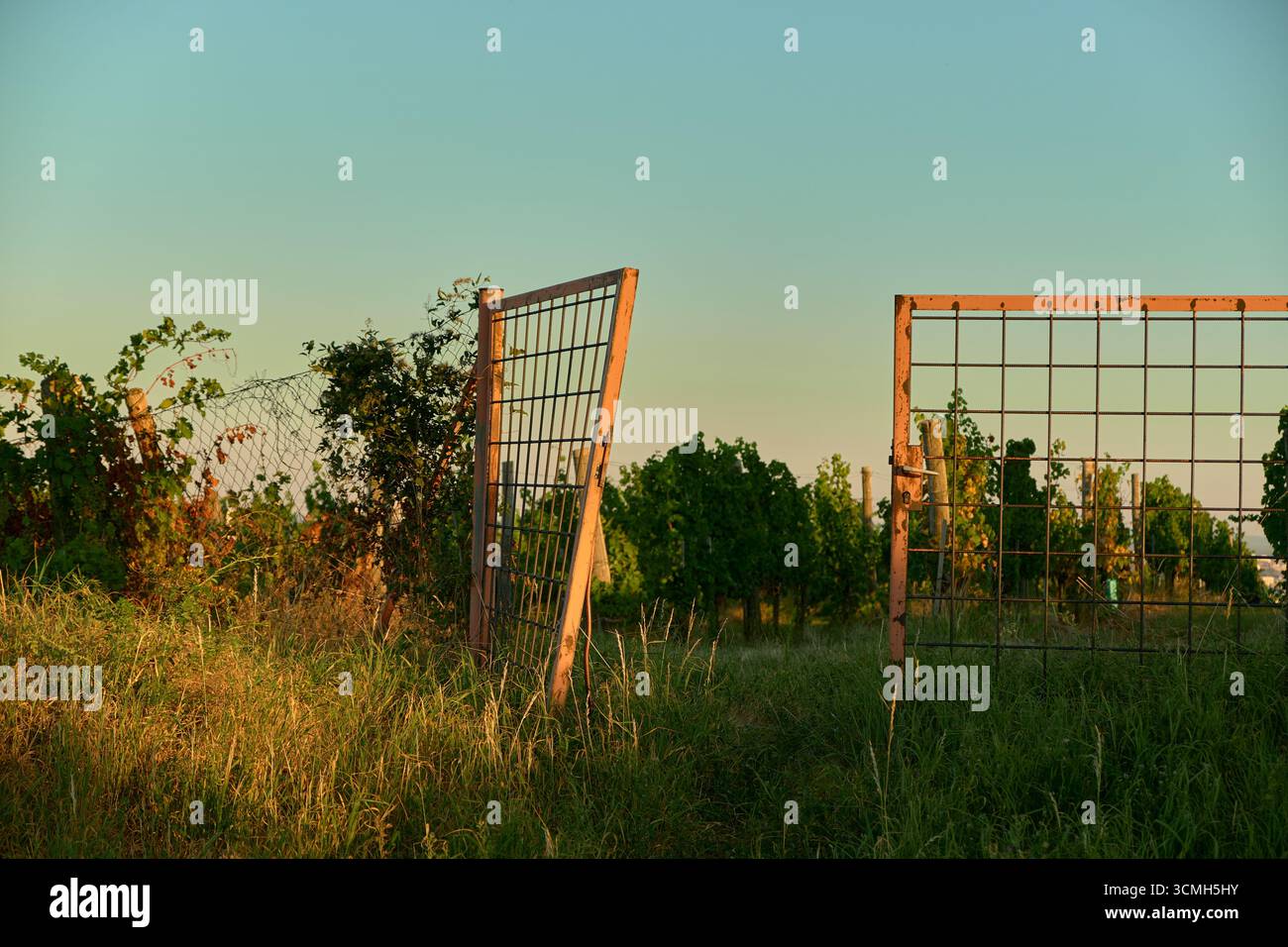Horizontal photo of a broken metal gate with chain-link fence, open and ...