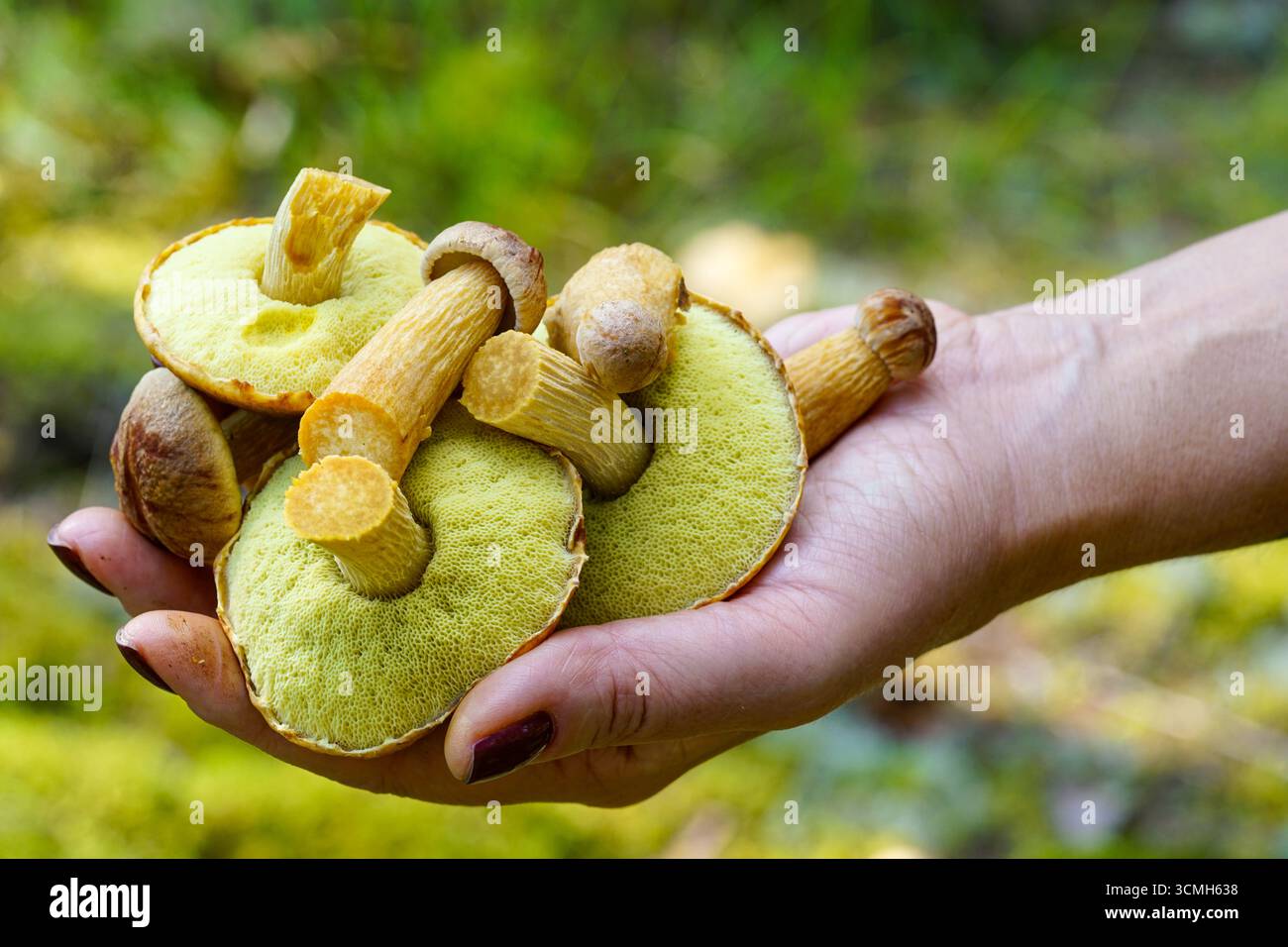 Woman hand holding freshly picked Aureoboletus projectellus bolete ...