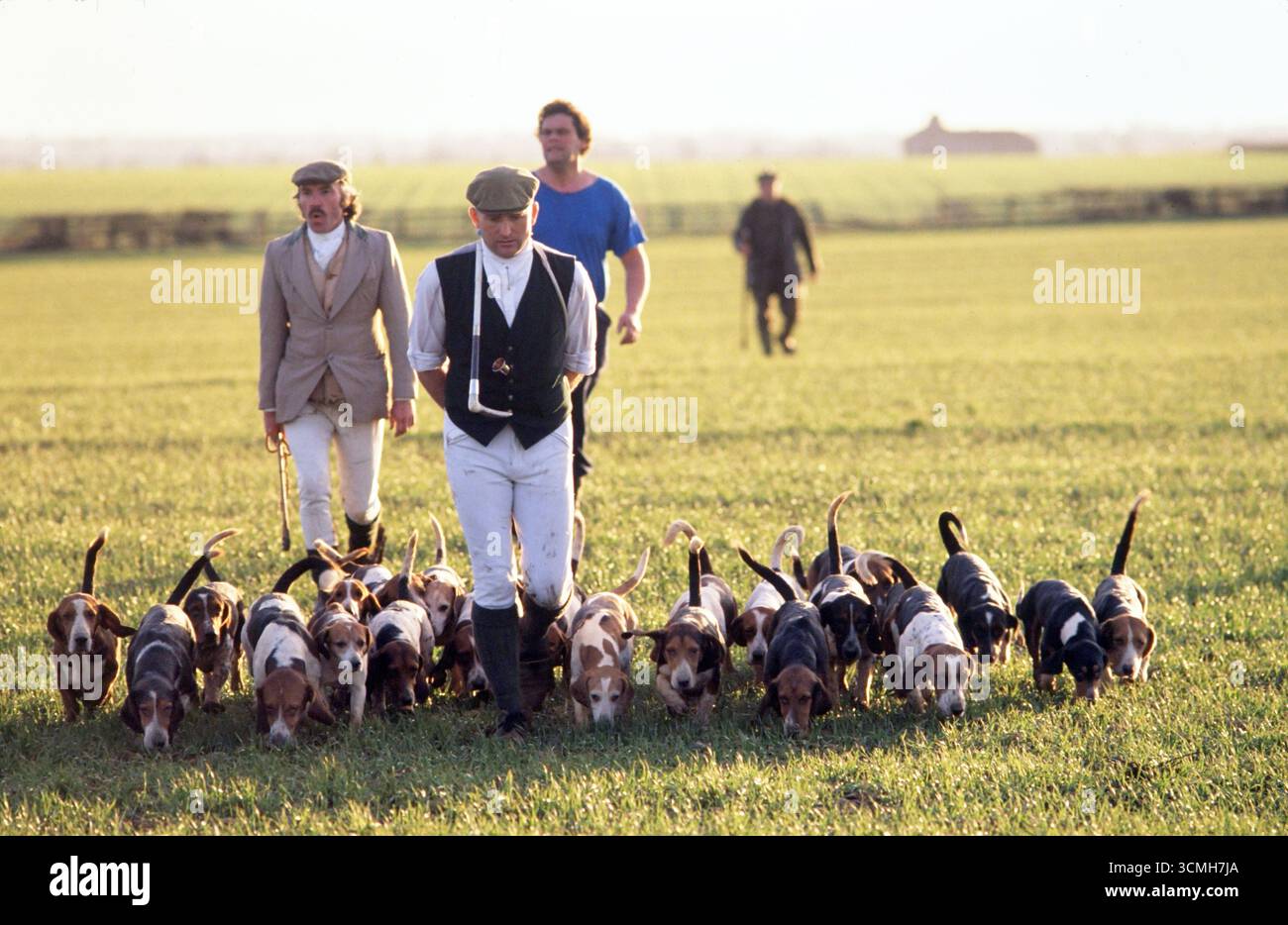 Bassett Hounds picking up the scent of a hare. They are scent tracking ...