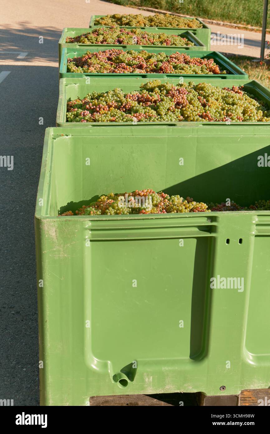 Vertical photo of five green crates in a row, four filled to the top ...