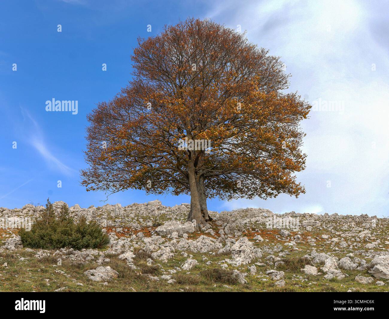 It whispers the final breath of fall before winters hi-res stock ...