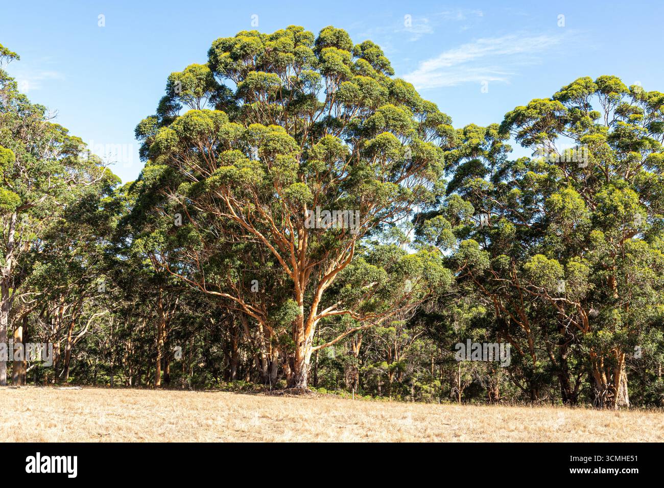Beautiful view eucalyptus trees hi-res stock photography and images - Alamy