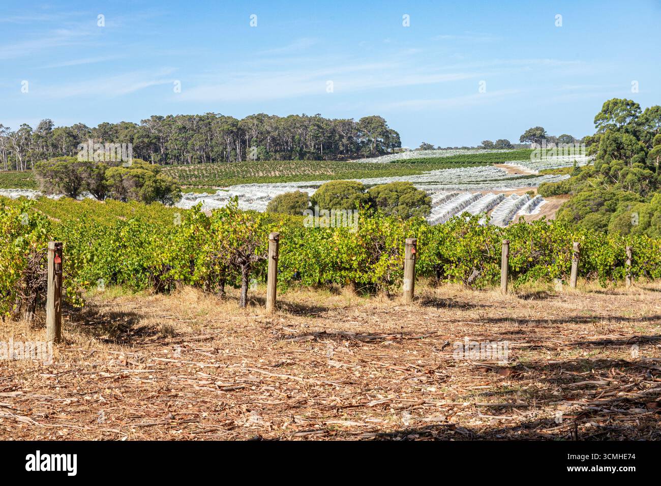 A vineyard at Witchcliffe, Margaret River, Shire of Augusta in the SW ...